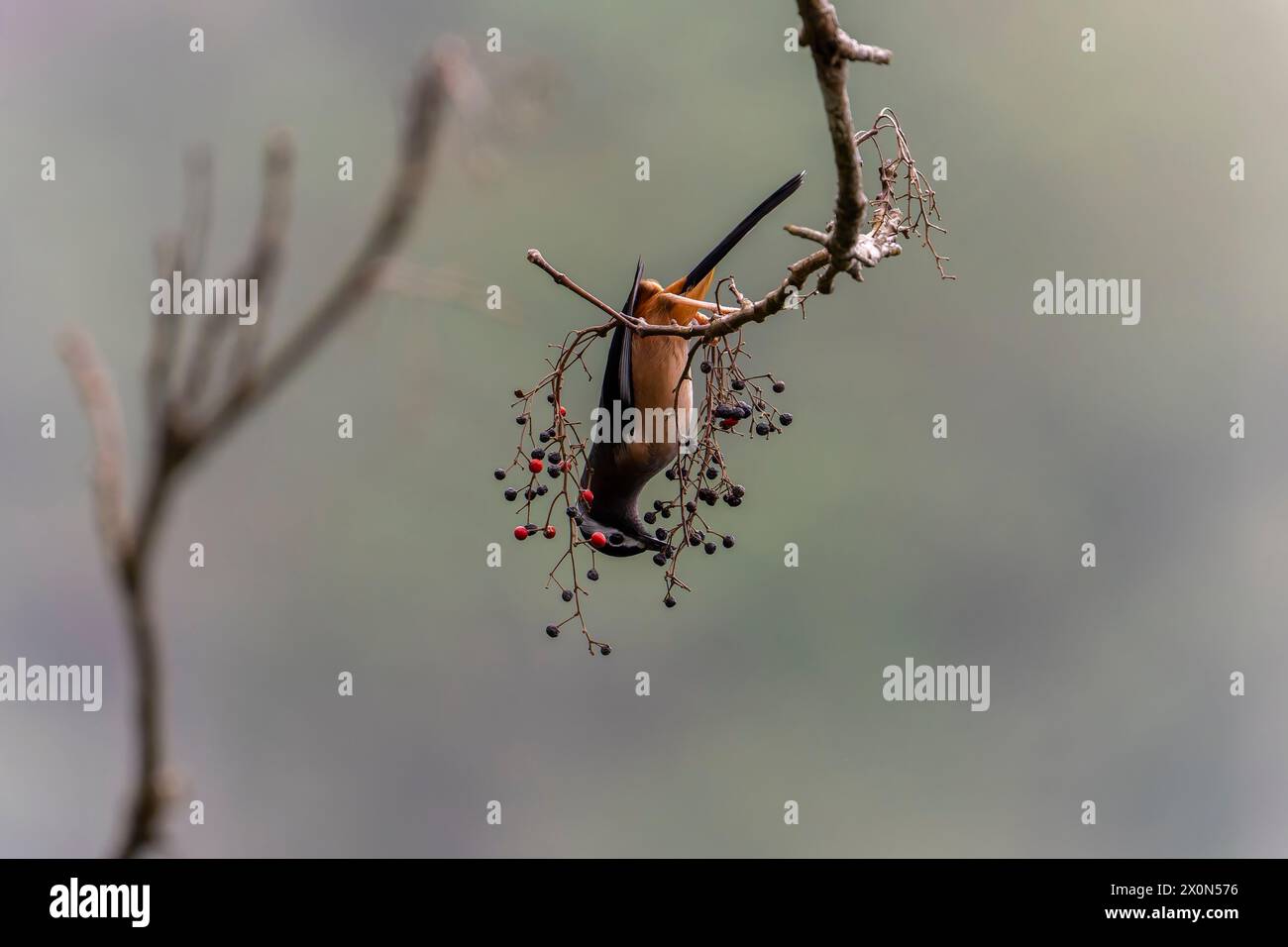 White-eared Sibia perched in a tree in the mountains of Taiwan Stock ...
