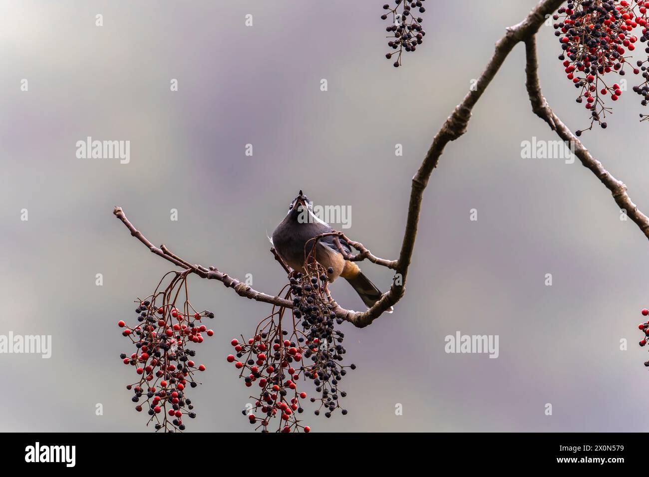 White-eared Sibia perched in a tree in the mountains of Taiwan Stock ...
