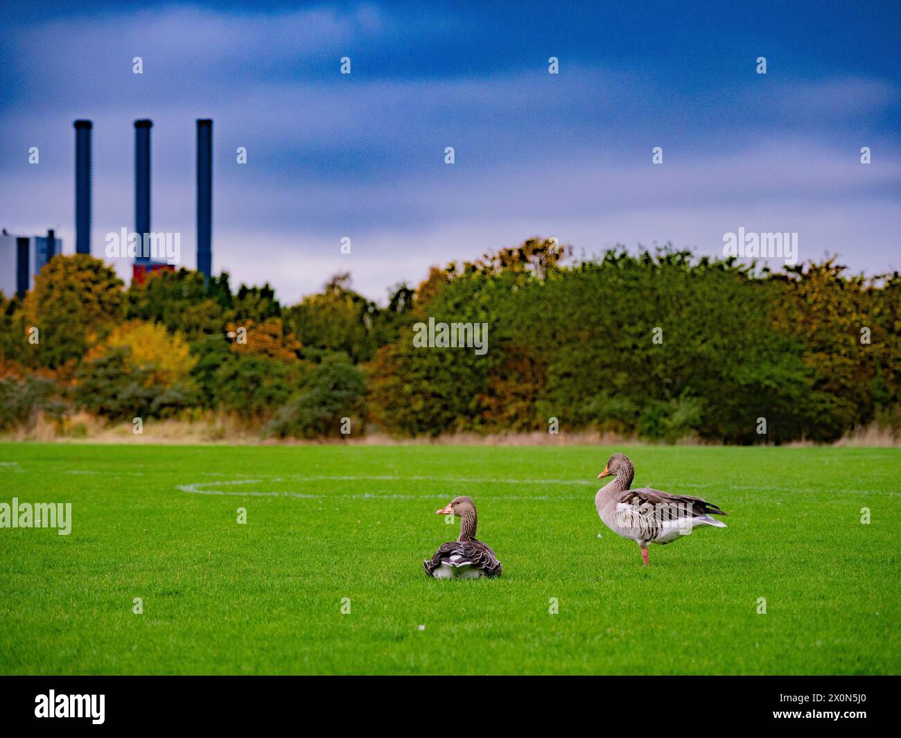 Amagerfaelled hi-res stock photography and images - Alamy
