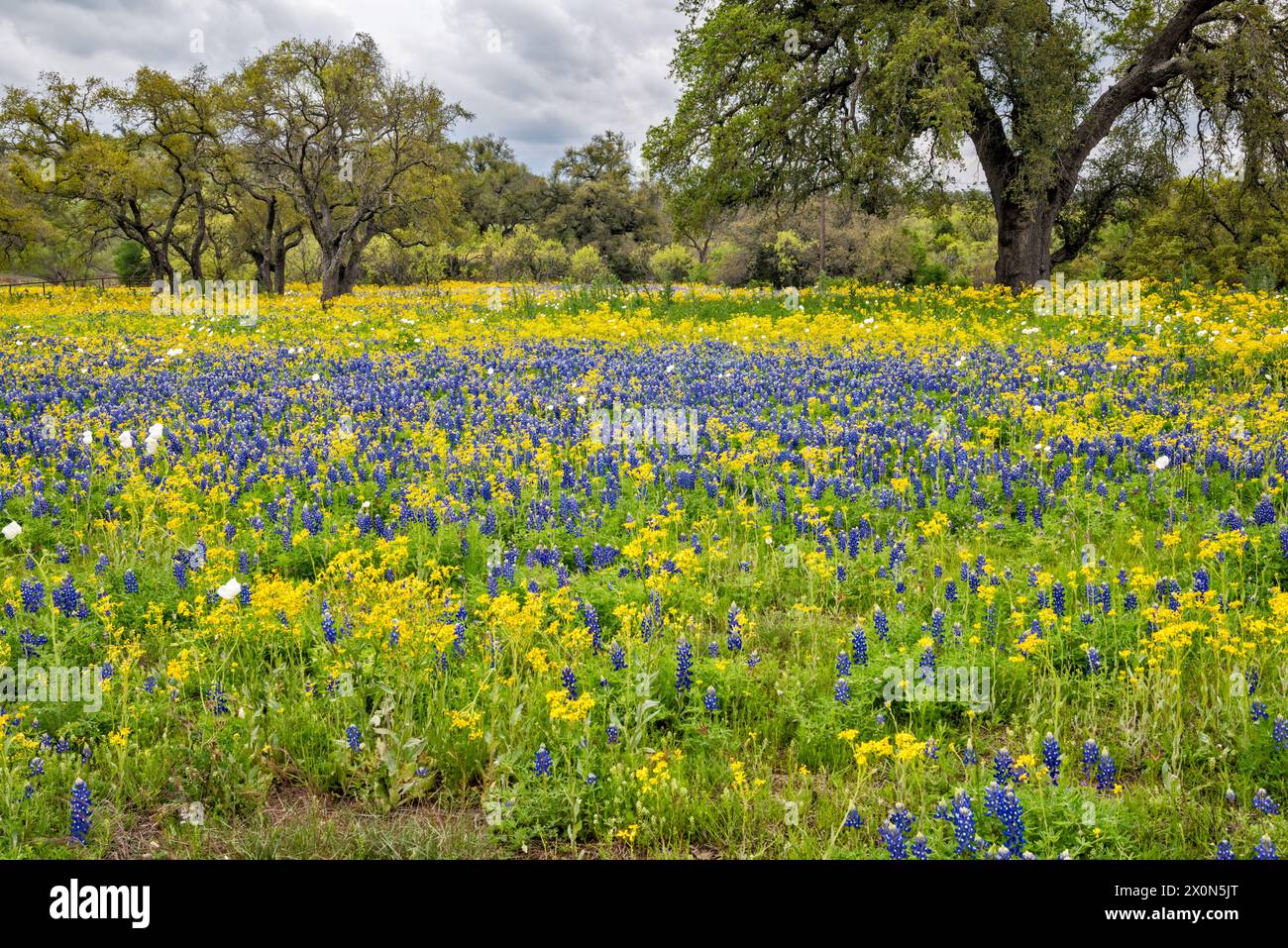 Texas bluebonnets and groundsels blooming in March, field at Willow ...