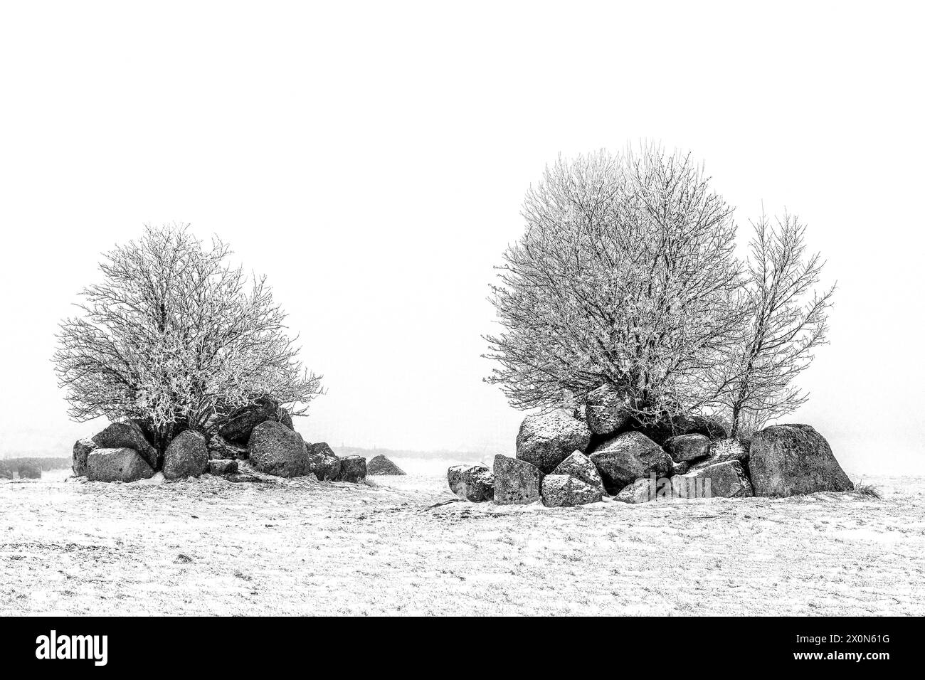 Two trees surrounded by rocks in a snowy landscape. Aubrac plateau ...