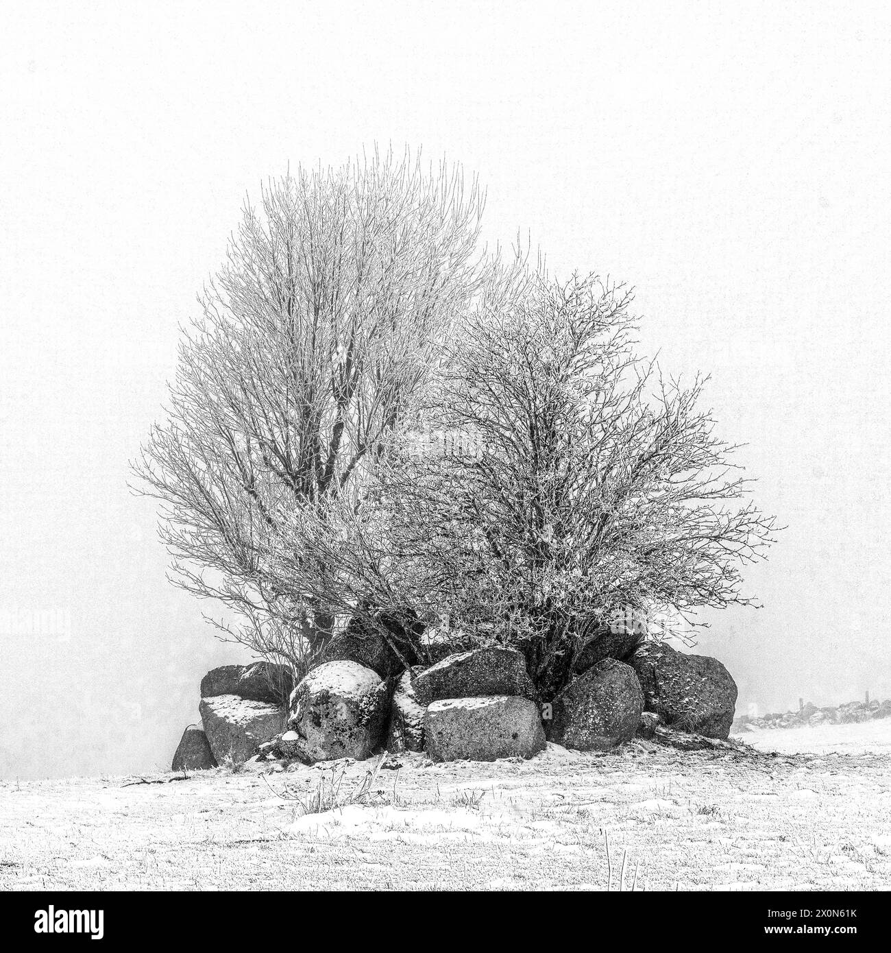 Two trees surrounded by rocks in a snowy landscape. Aubrac plateau ...