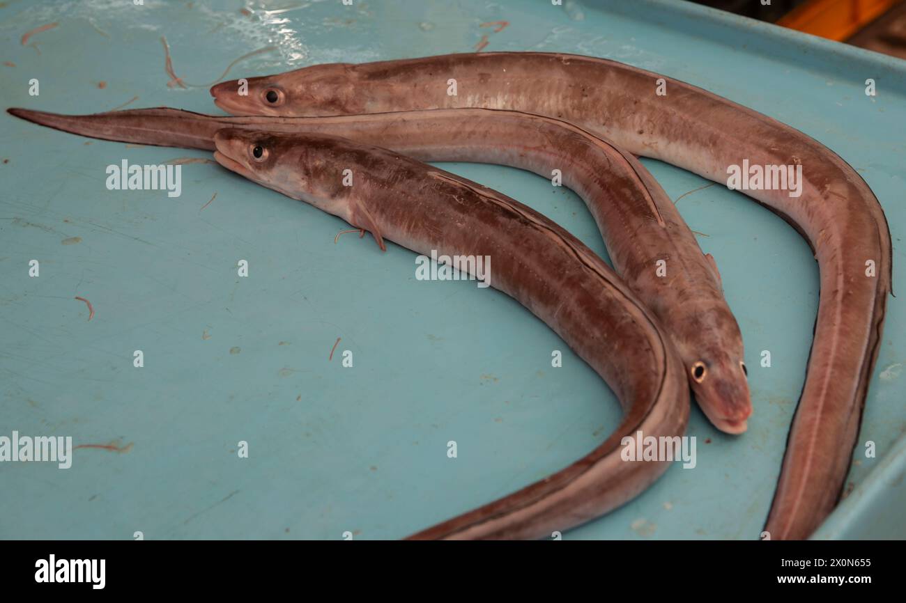 Three conger eel in tray in fish market in Split Croatia Stock Photo ...