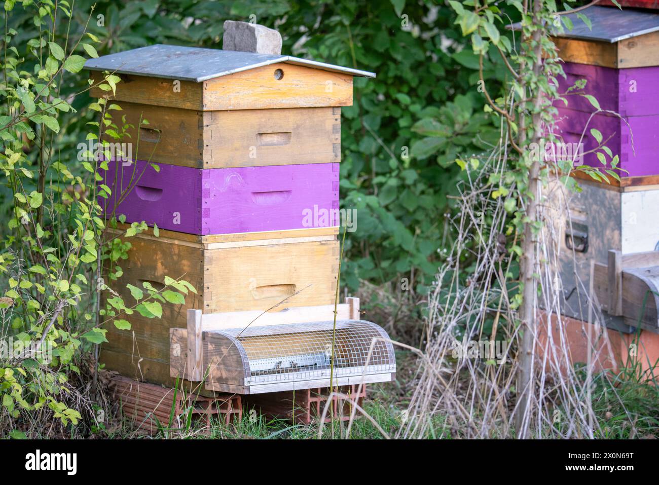 Bee hive harvesting hi-res stock photography and images - Alamy