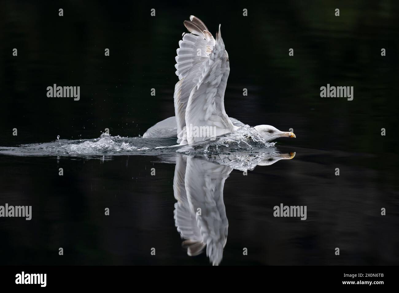 Herring gull (Larus argentatus) reflection as it touches down on the water Stock Photo - Alamy