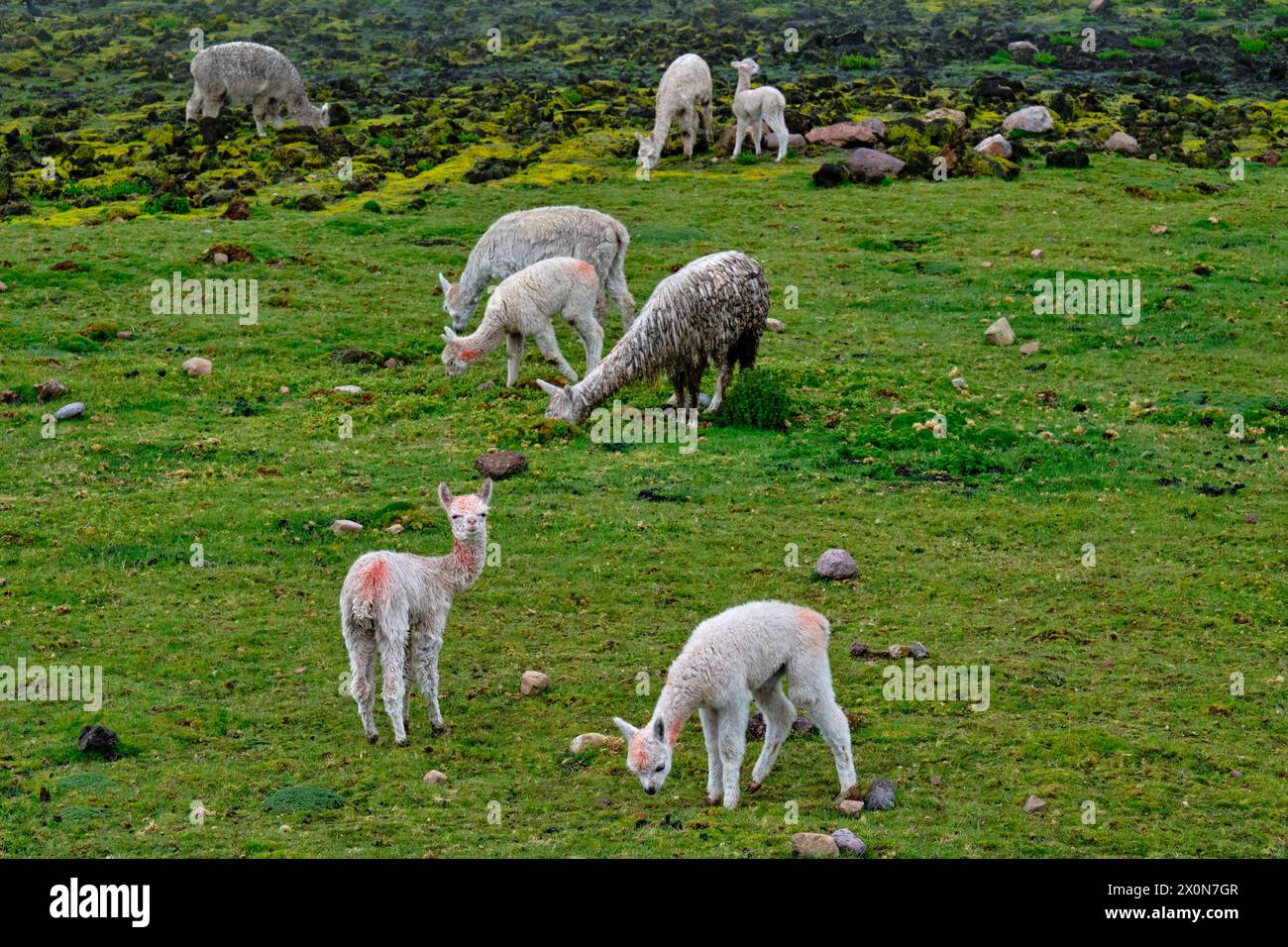 Peru, province of Cuzco, Sacred Valley of the Incas, alpaca and llama ...
