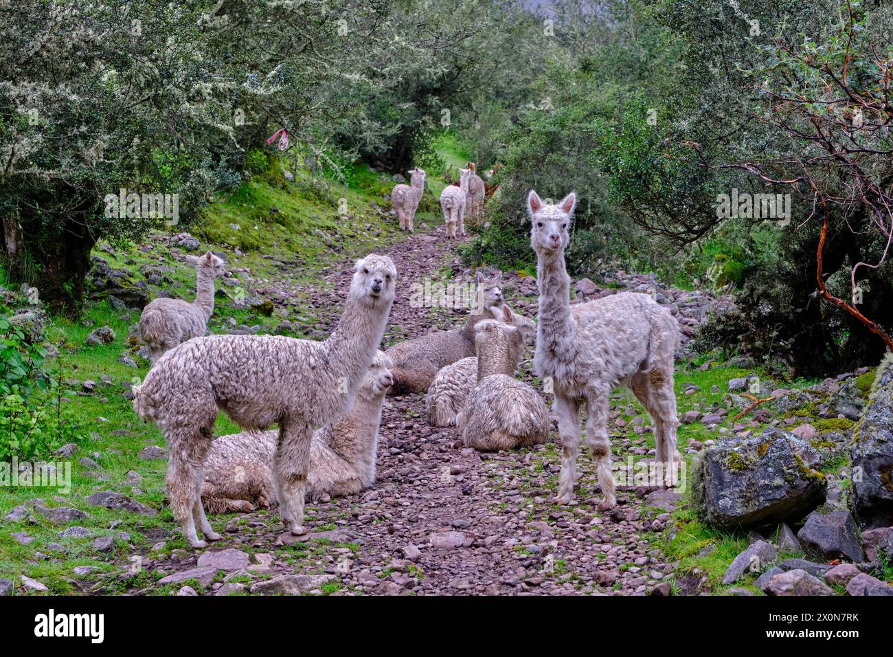 Peru, province of Cuzco, Sacred Valley of the Incas, alpaca and llama ...