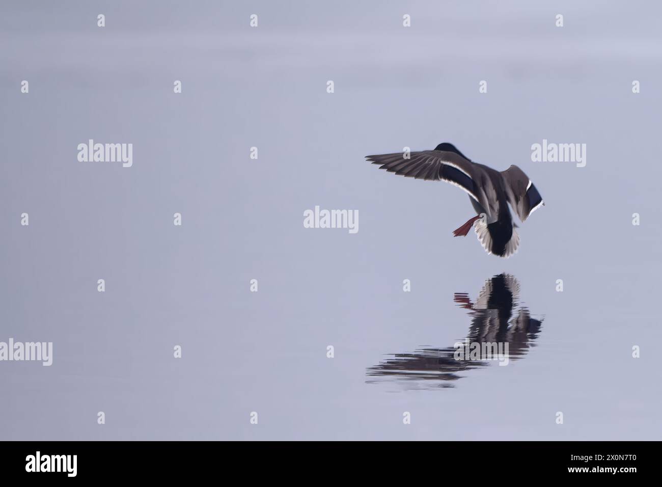 Bird landing on water Stock Photo - Alamy
