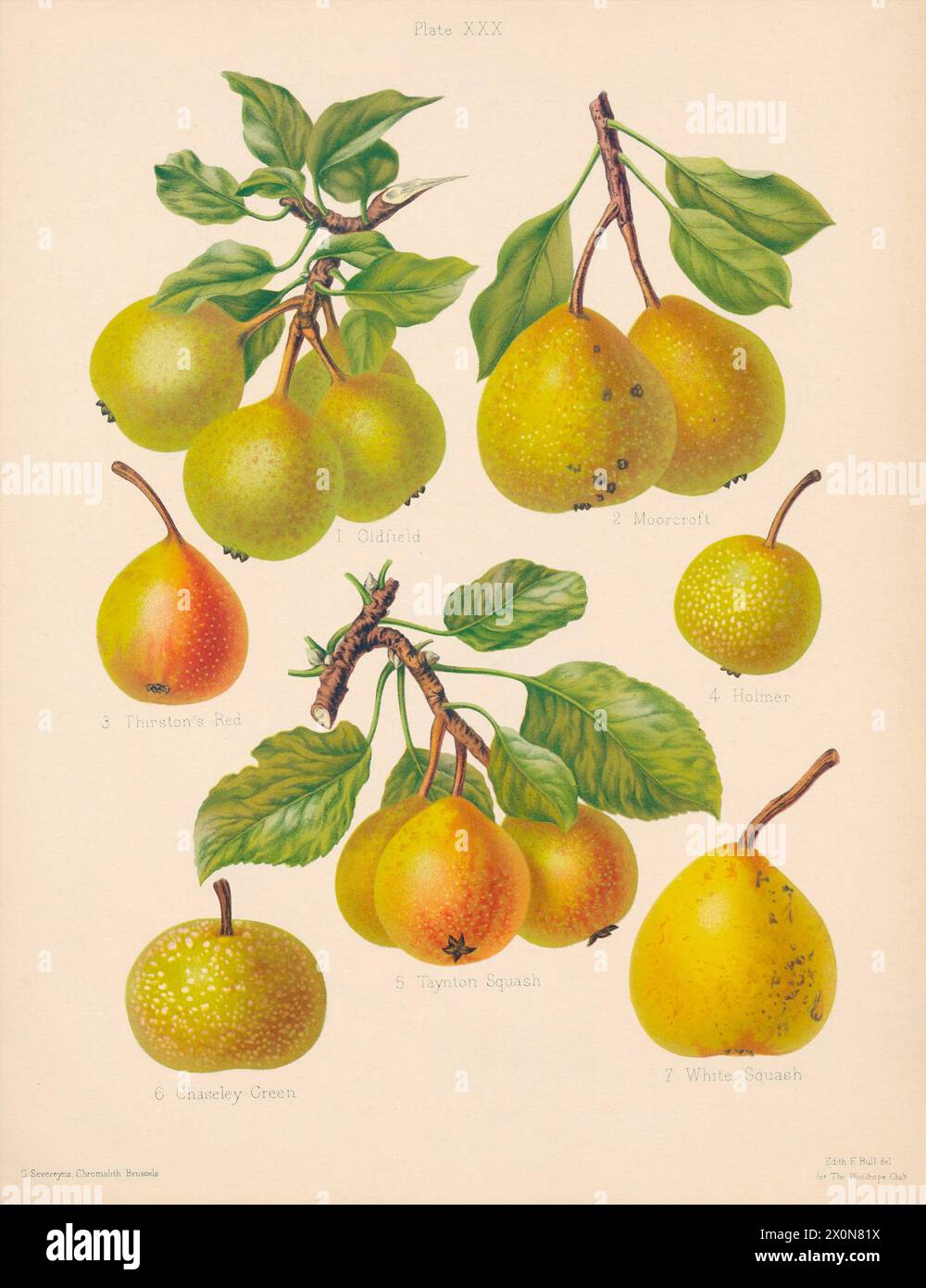 Vintage Pear illustration. Botanical Art from a book containing ...