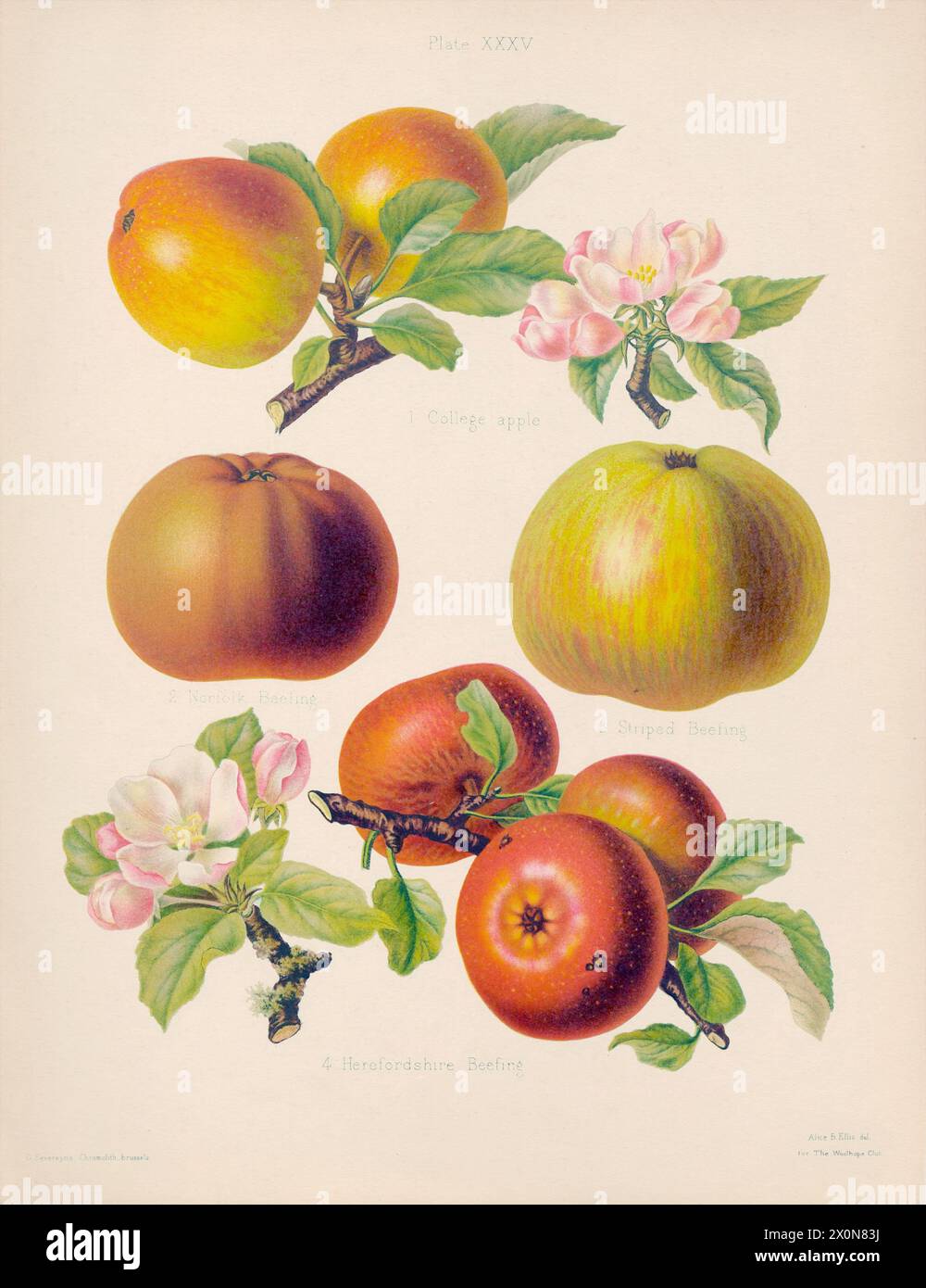 Vintage Apple illustration. Botanical Art from a book containing ...