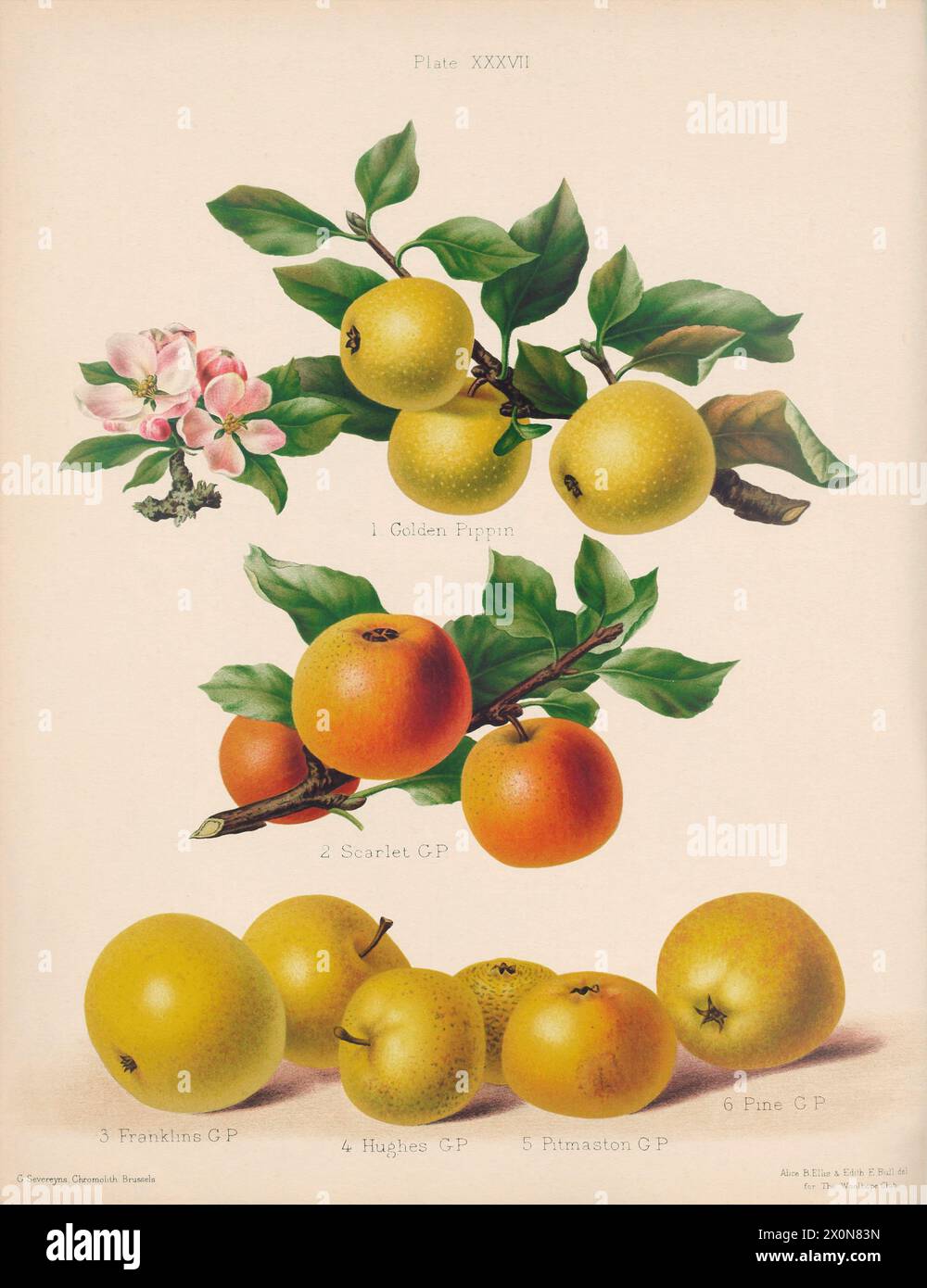 Vintage Apple illustration. Botanical Art from a book containing ...
