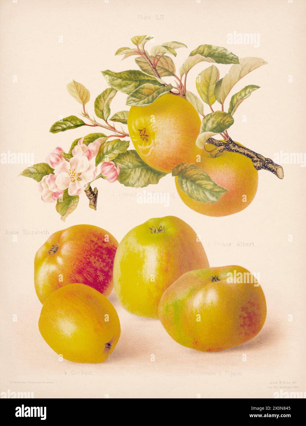 Vintage Apple illustration. Botanical Art from a book containing ...