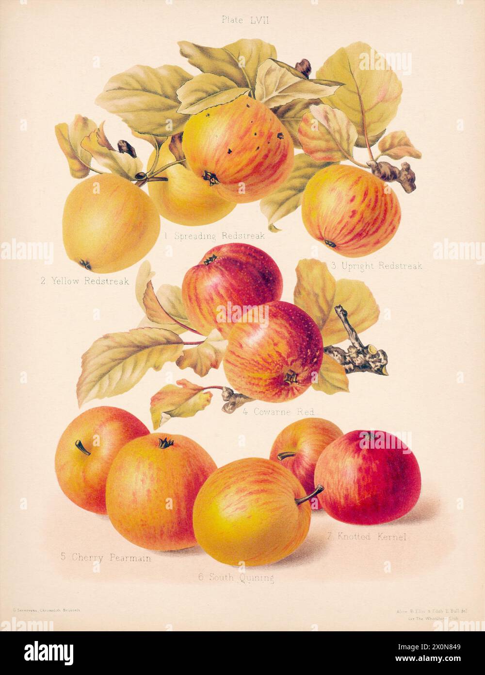Vintage Apple illustration. Botanical Art from a book containing ...