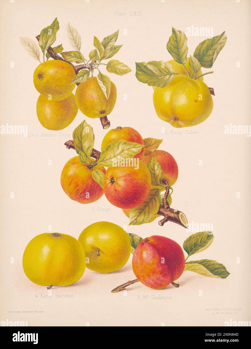 Apple botanical illustration hi-res stock photography and images - Alamy