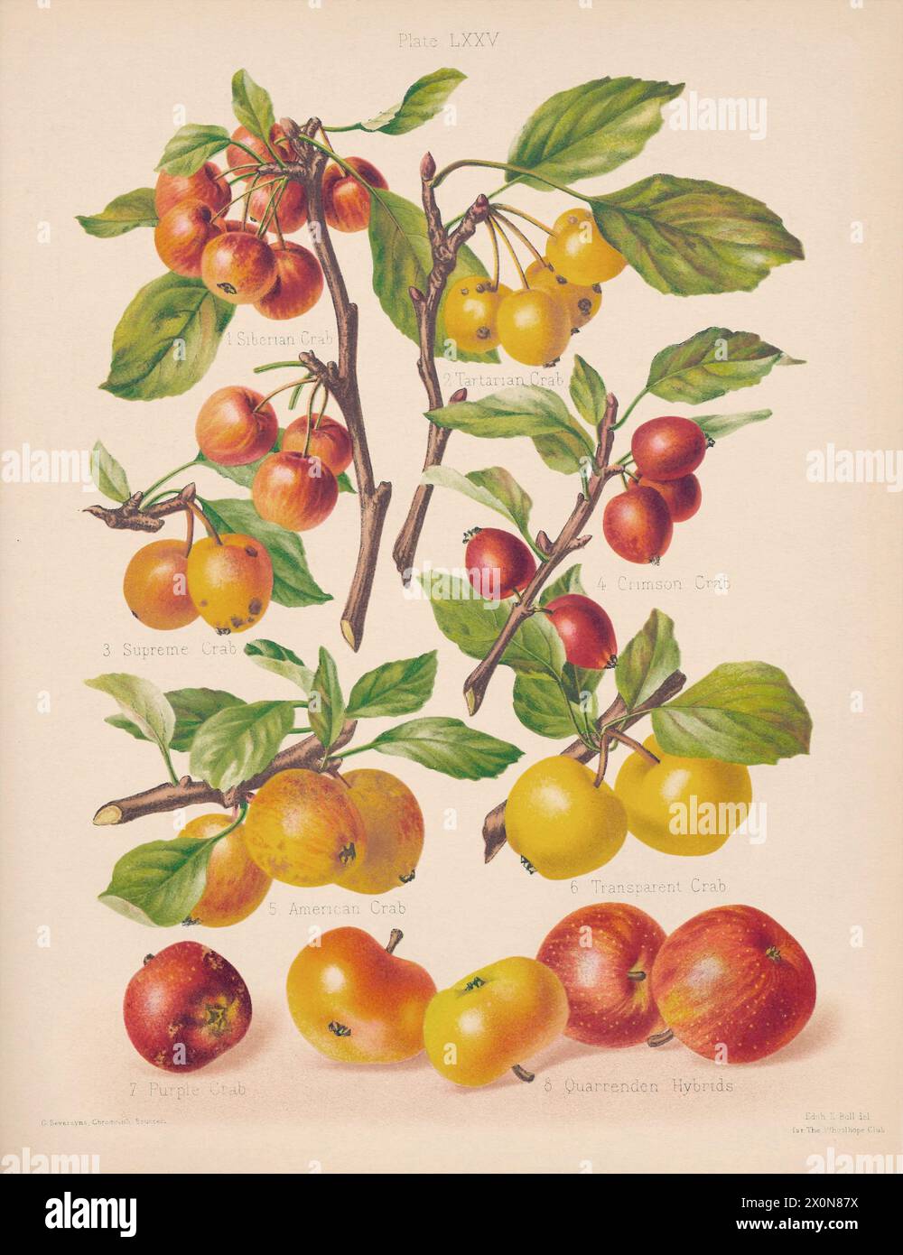 Apple botanical illustration hi-res stock photography and images - Alamy