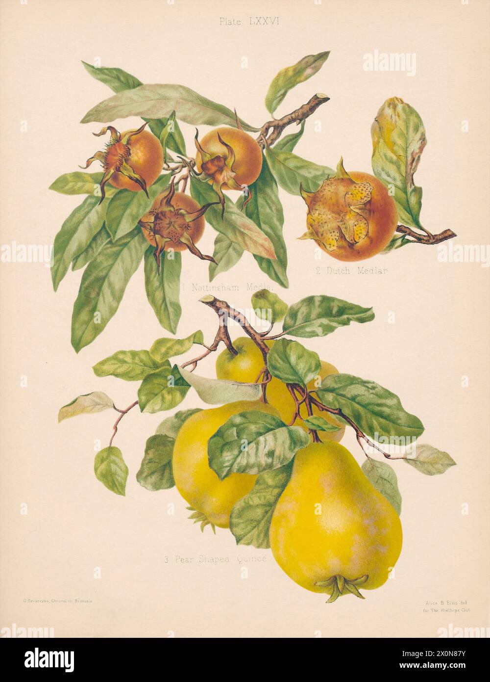 Vintage Pear illustration. Botanical Art from a book containing ...