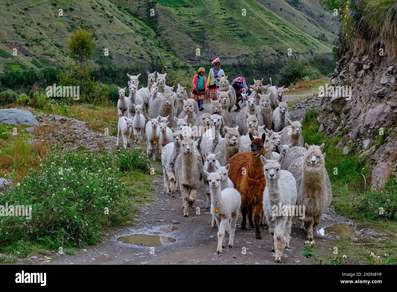 Peru, province of Cuzco, Sacred Valley of the Incas, alpaca and llama ...