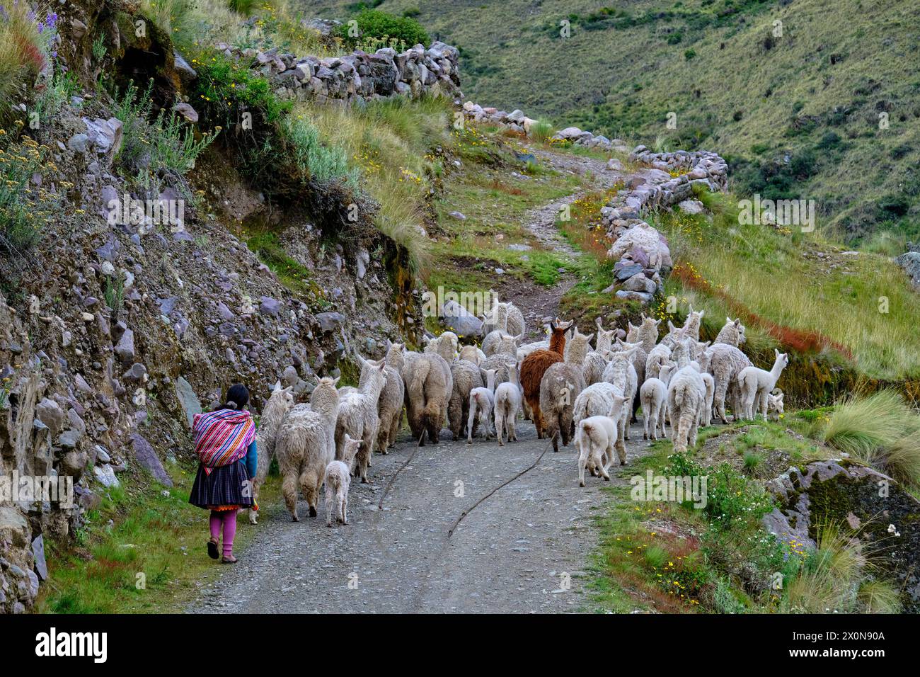 Peru, province of Cuzco, Sacred Valley of the Incas, alpaca and llama ...
