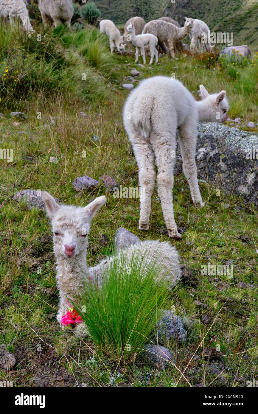 Peru, province of Cuzco, Sacred Valley of the Incas, alpaca and llama ...