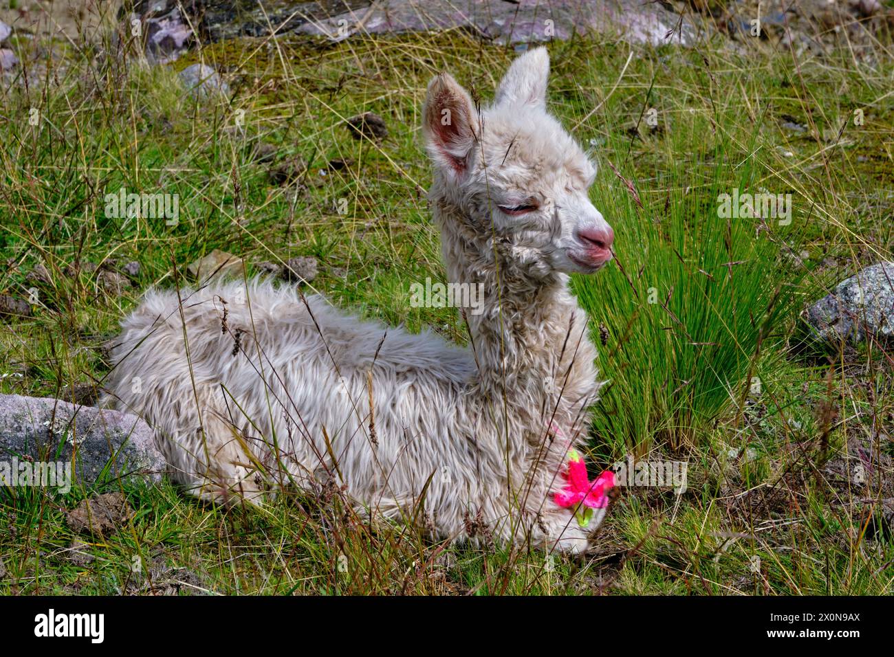 Peru, province of Cuzco, Sacred Valley of the Incas, alpaca and llama ...