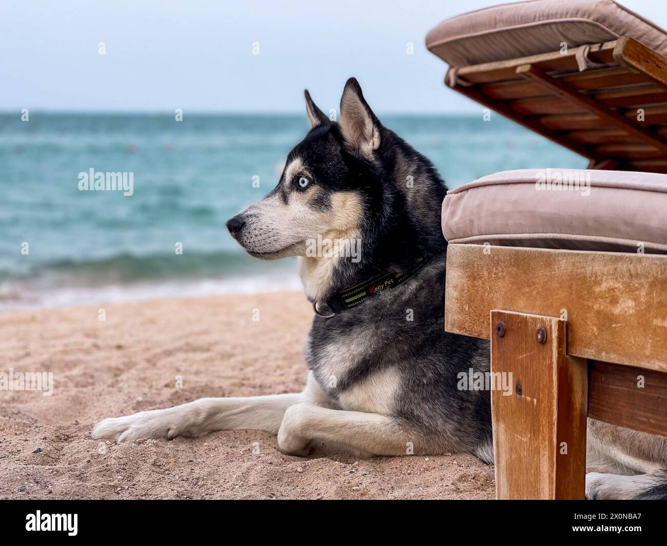 Sable husky hi-res stock photography and images - Alamy