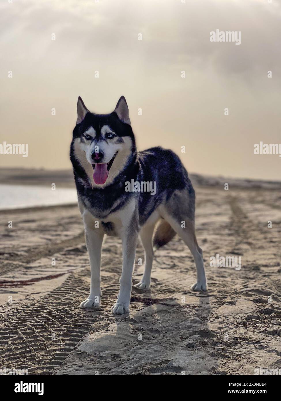 husky breed dog setting on beach sand and a cloudy sky is in it's ...