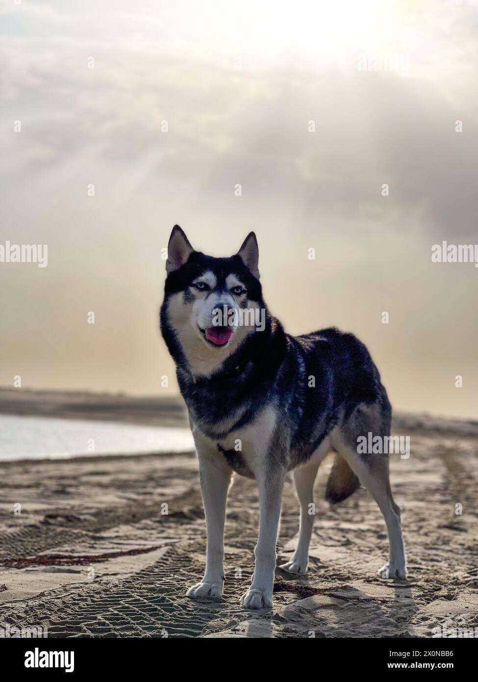 husky breed dog setting on beach sand and a cloudy sky is in it's ...
