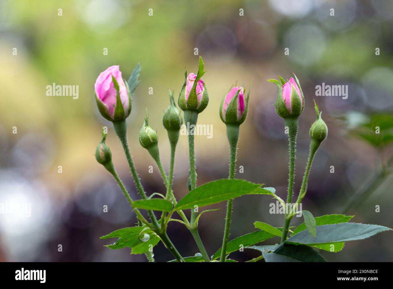 Rose buds bloom in garden Stock Photo - Alamy