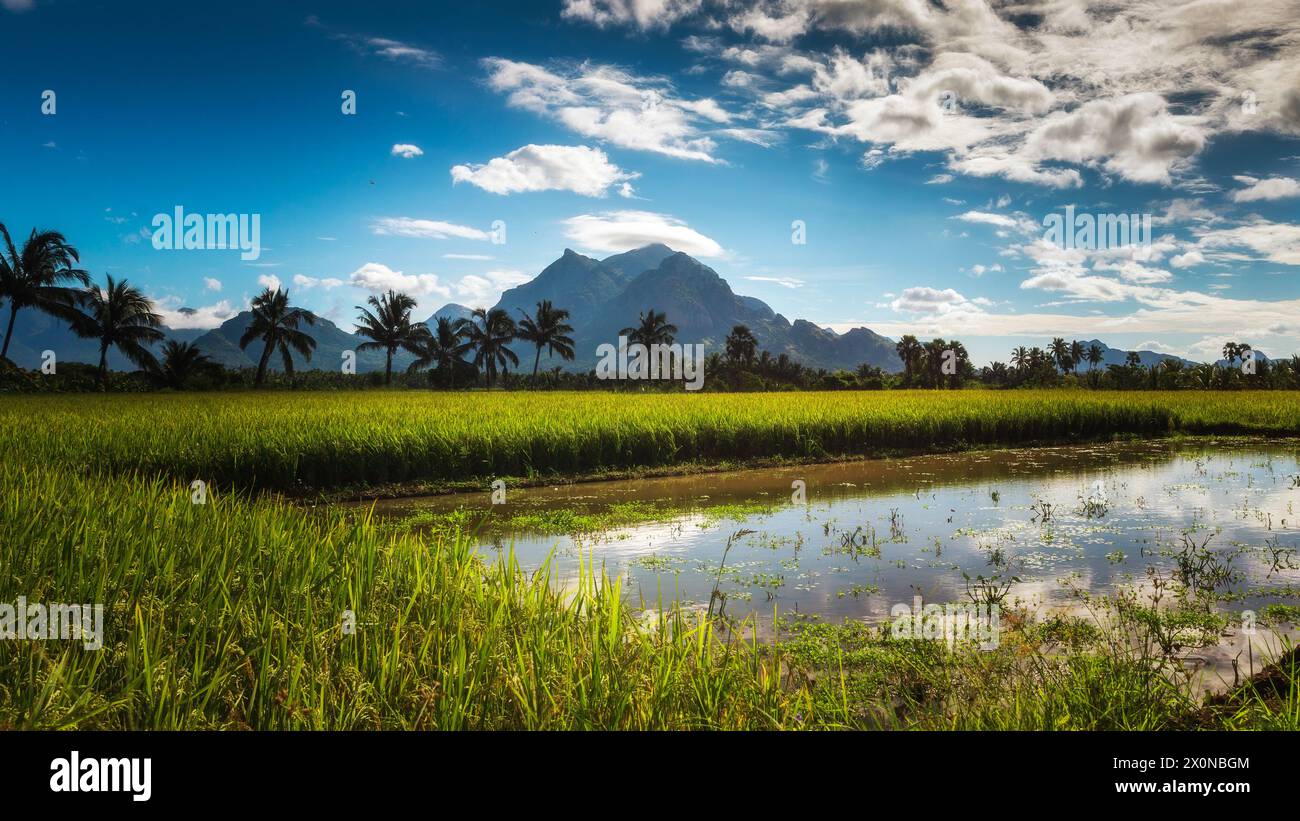 Beautiful landscape of a paddy rice field with mountains and a blue sky ...