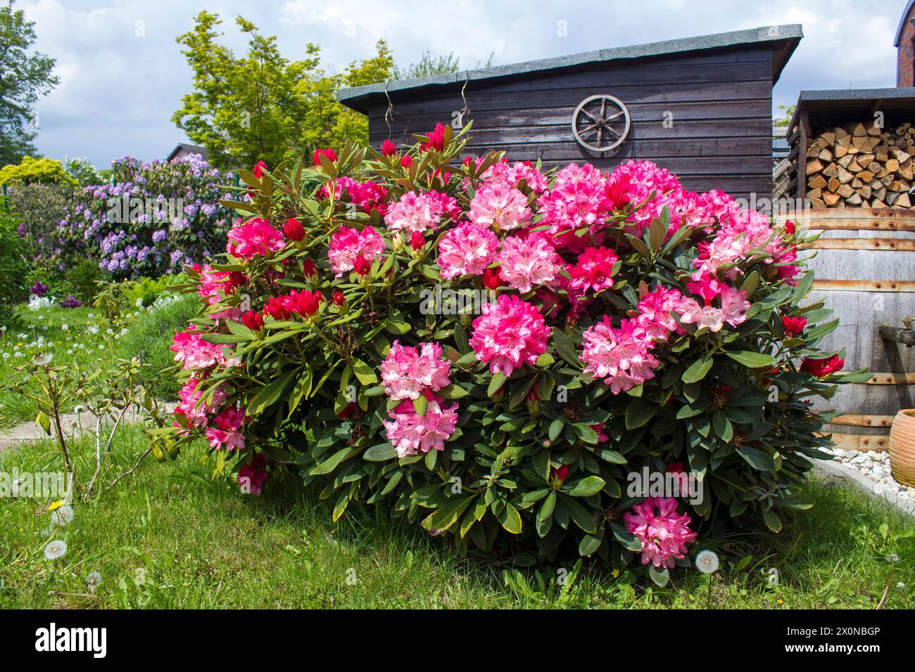 Rustic garden - blooming pink rhododendron flowers Stock Photo - Alamy
