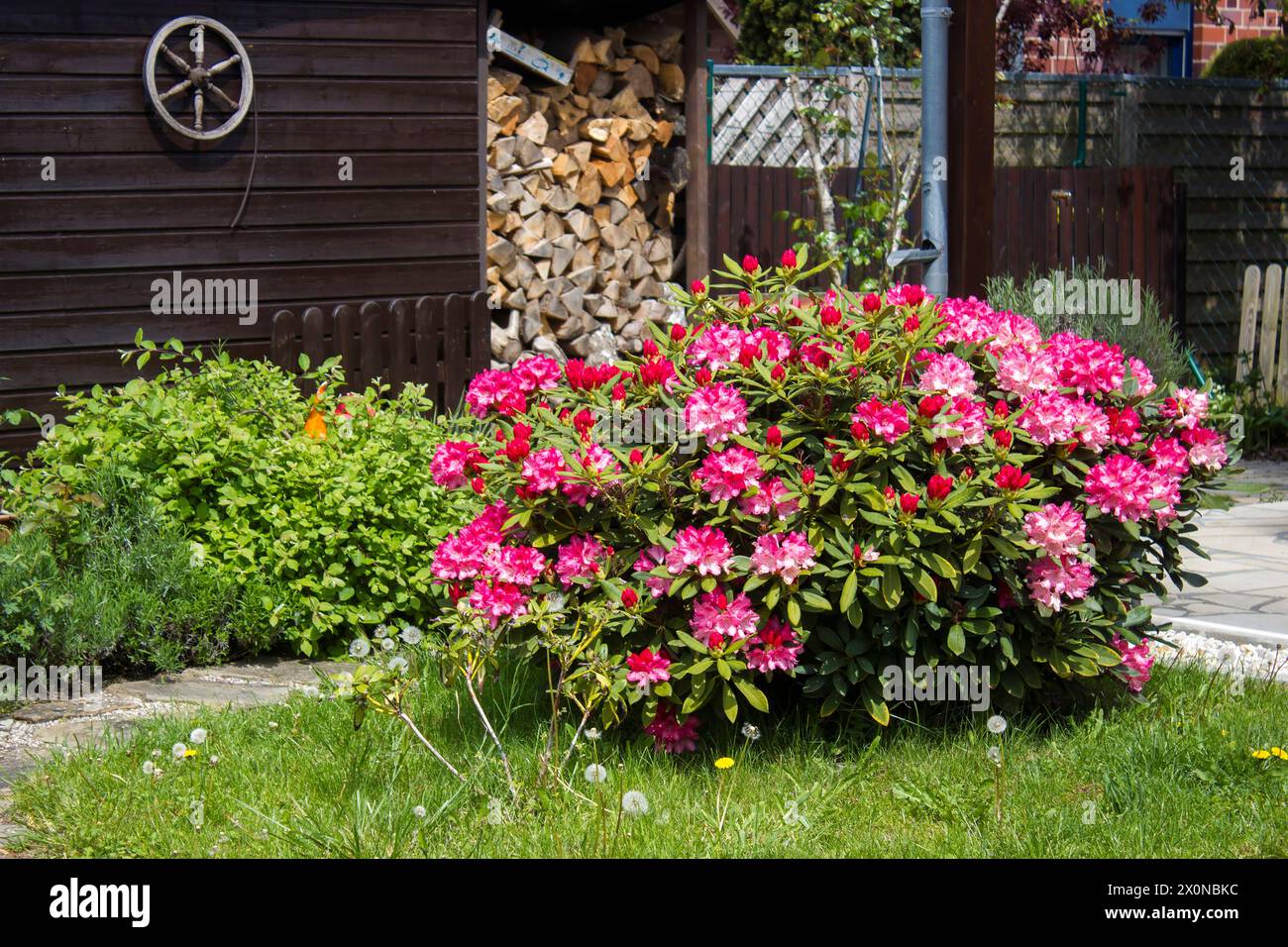 Rustic garden - blooming pink rhododendron flowers Stock Photo - Alamy