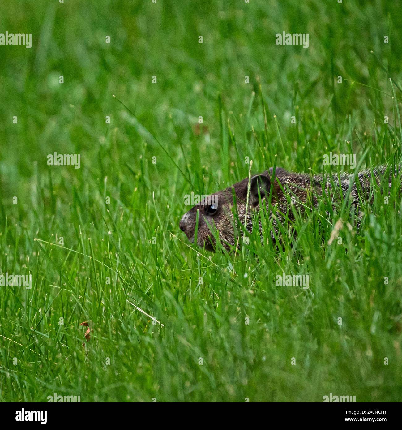 groundhog stealthily walking in the grass Stock Photo - Alamy
