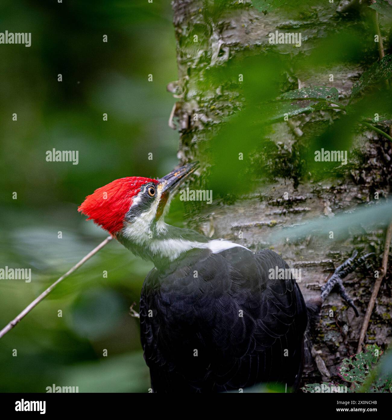 Pileated woodpecker in habitat hi-res stock photography and images - Alamy