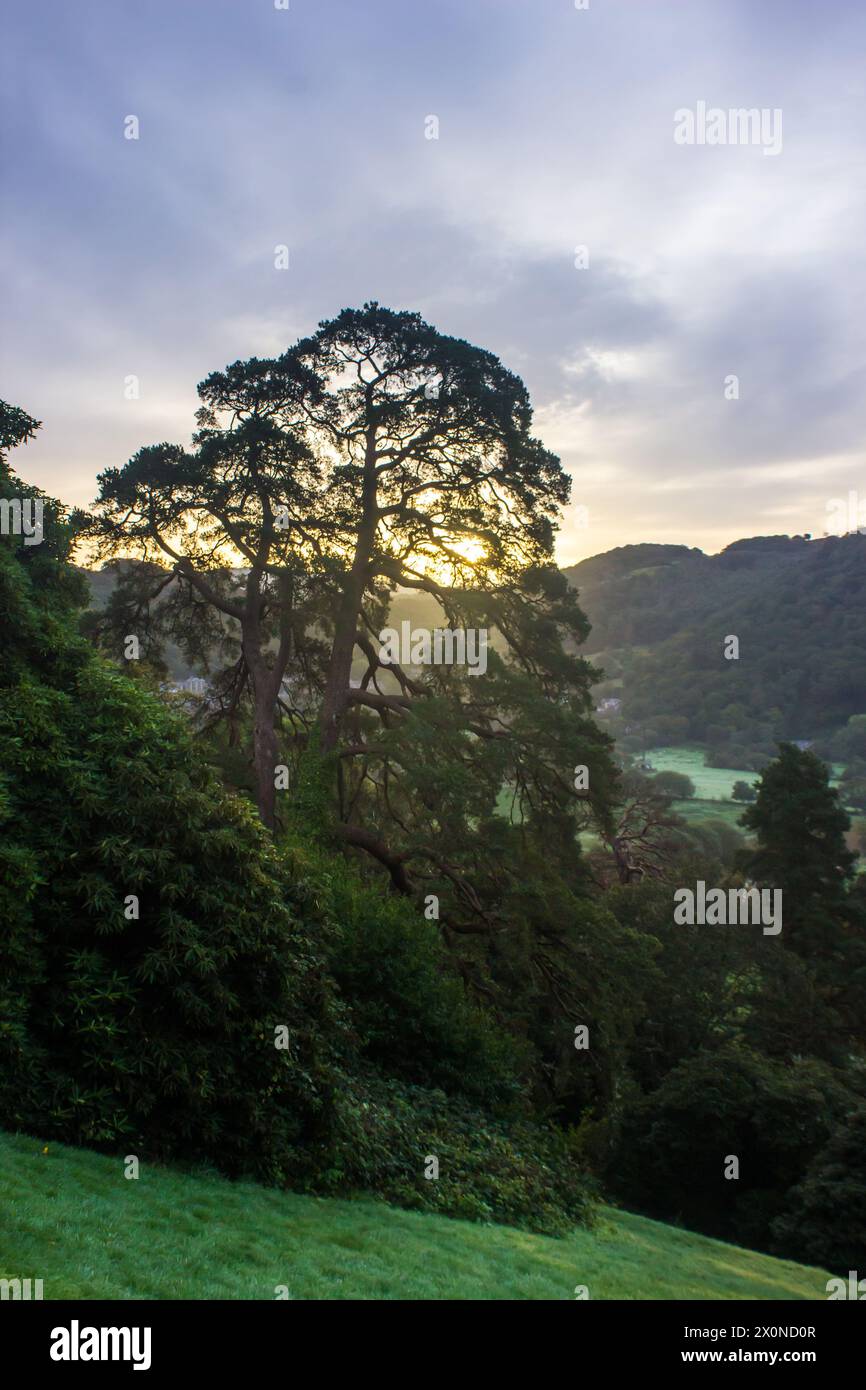 Silhouette tree mountain backgrounds hi-res stock photography and ...