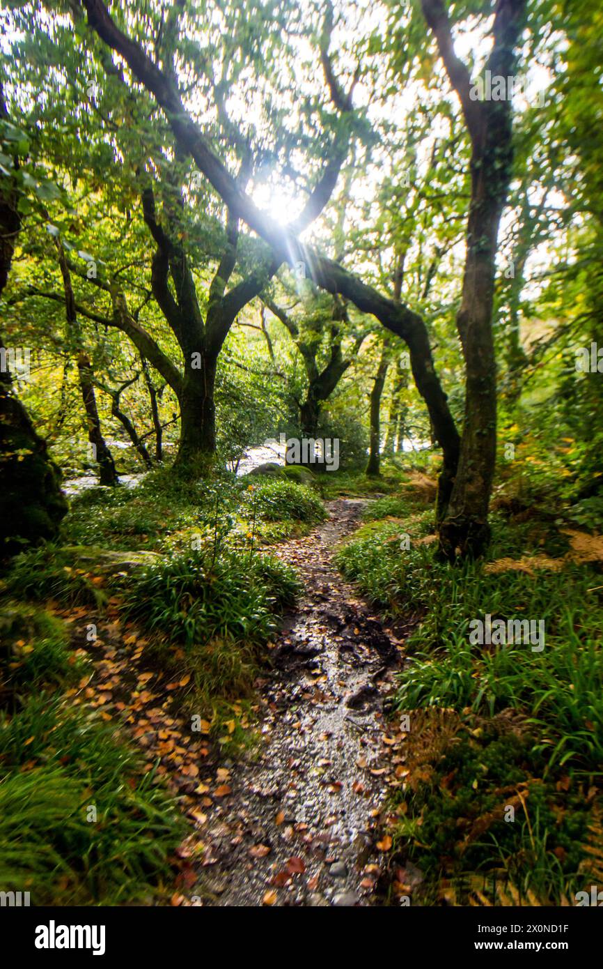 Enchanted Welsh Forest Stock Photo - Alamy