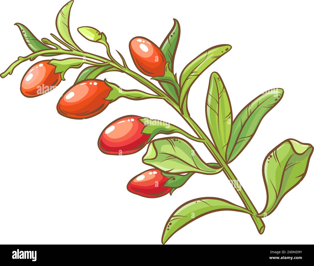 Goji berry branch leaves Cut Out Stock Images & Pictures - Alamy
