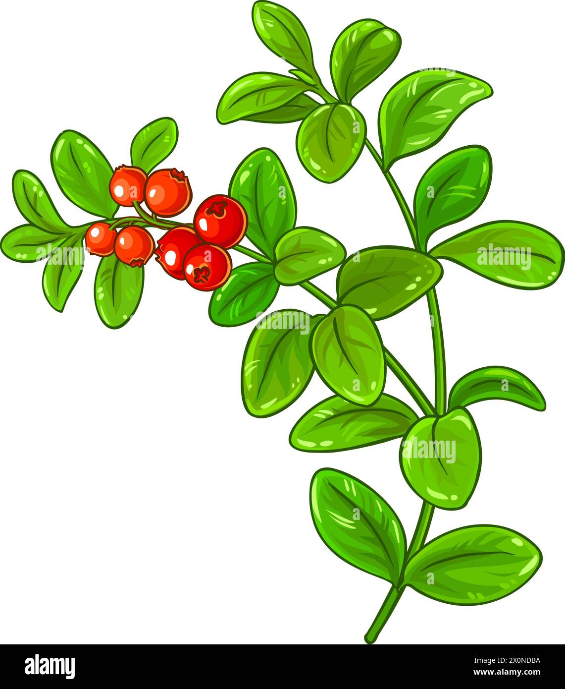 Cowberry cowberry on green Stock Vector Images - Alamy