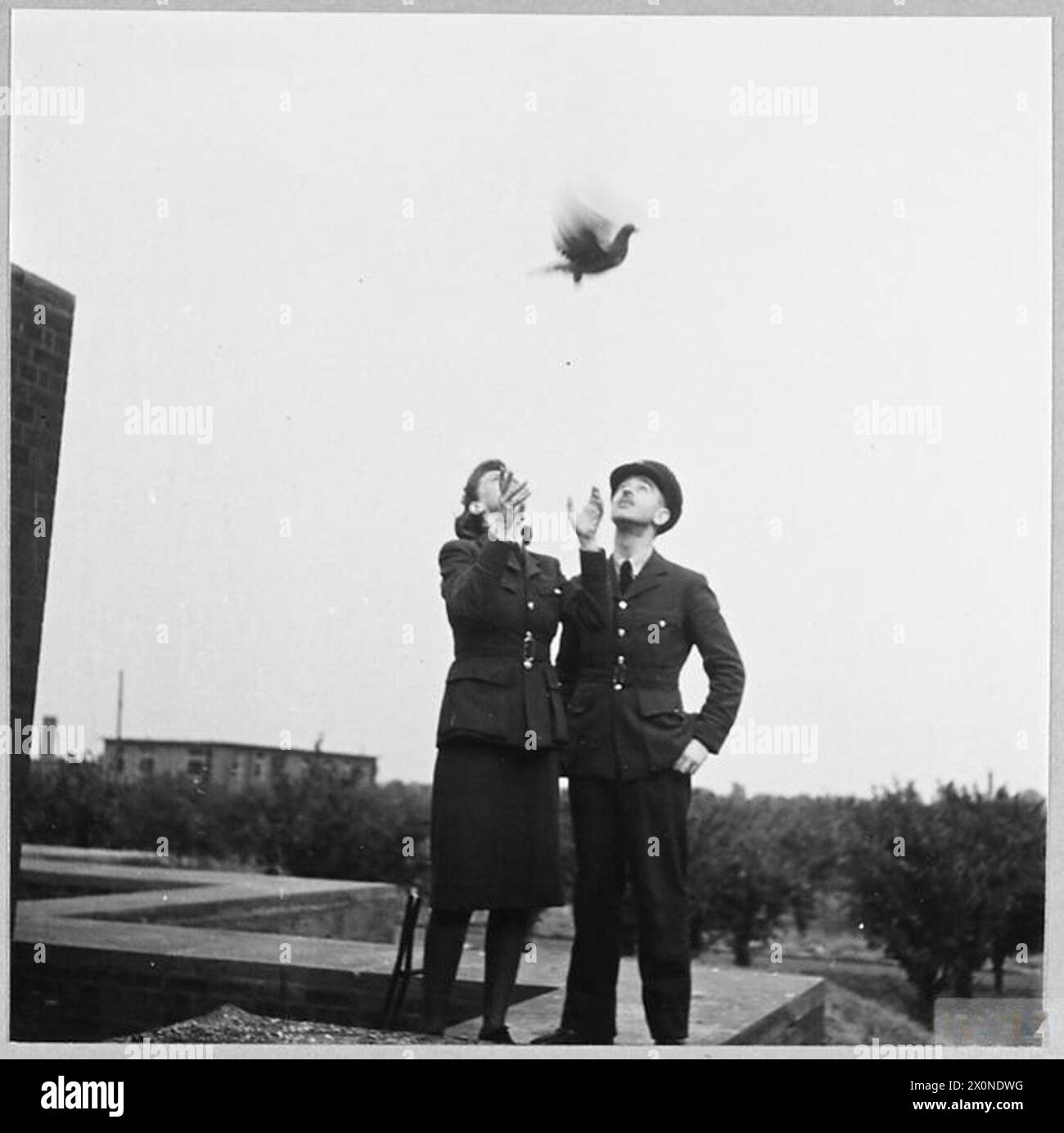 RAF signals officer releasing a pigeon after removing a message ...