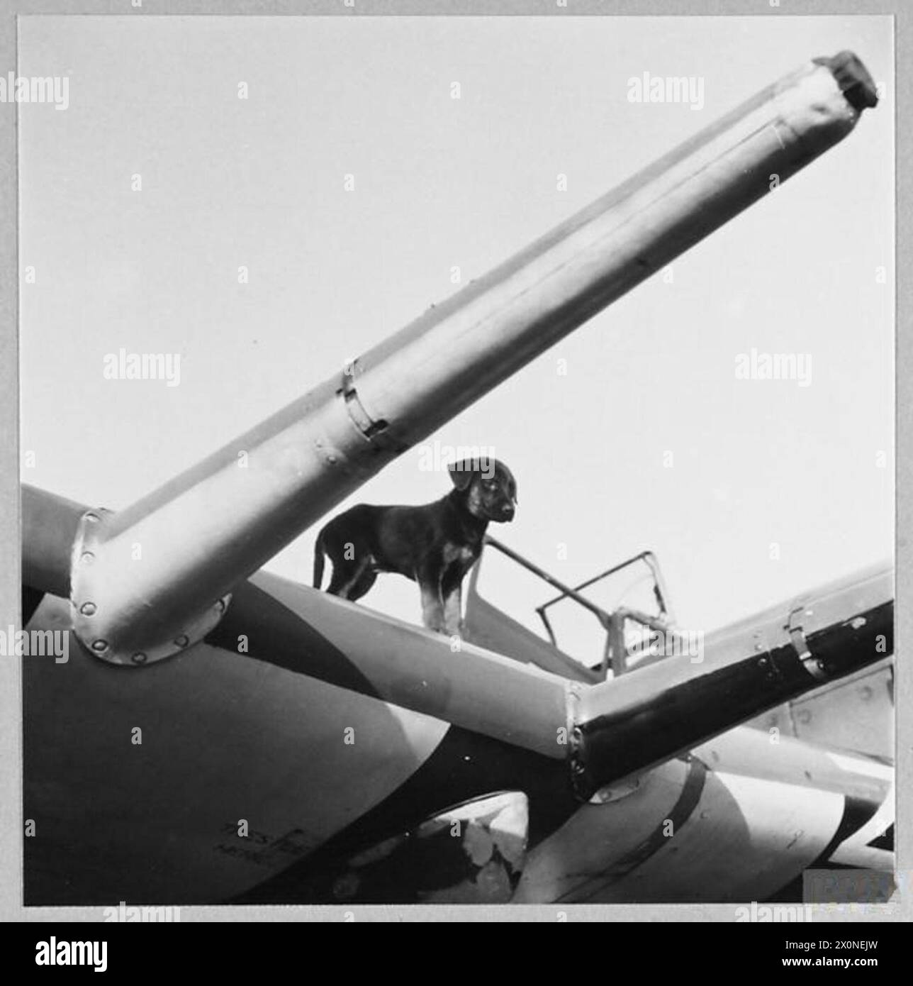 A Typhoon squadron mascot is photographed in 1943 between the cannons ...