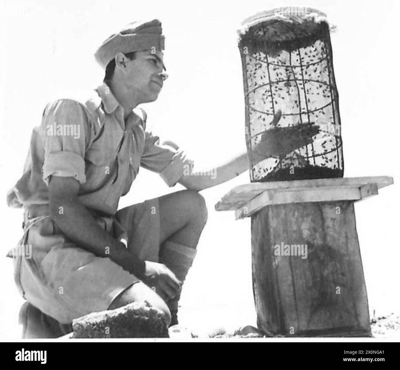 "KILL THAT FLY" - Setting the traps Photographic negative , British ...