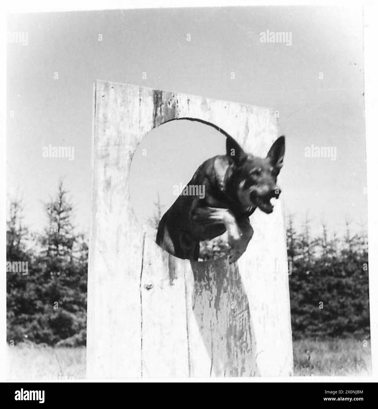 MILITARY POLICE DOG SECTIONPICTURES TO ILLUSTRATE OBSERVER STORIES NOS ...