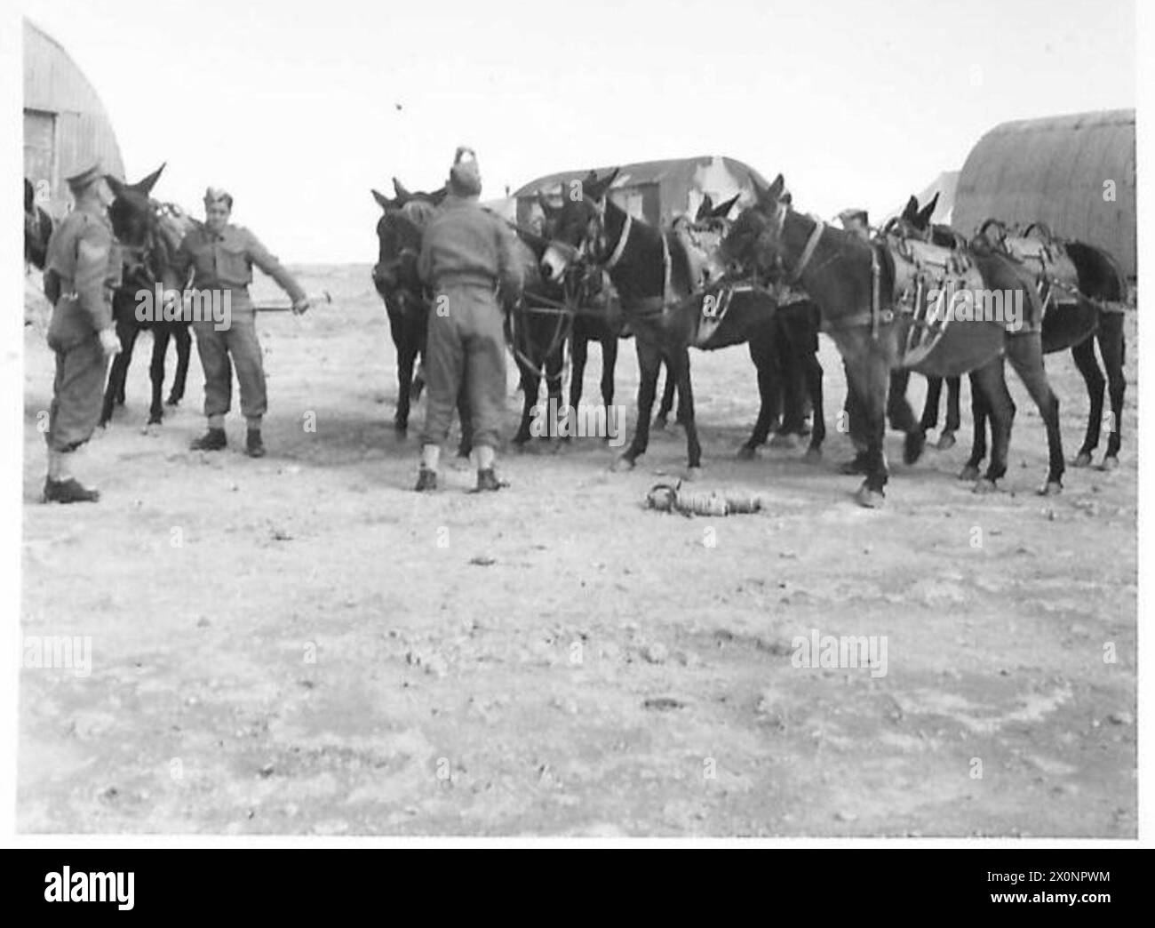 Mules pack Cut Out Stock Images & Pictures - Alamy