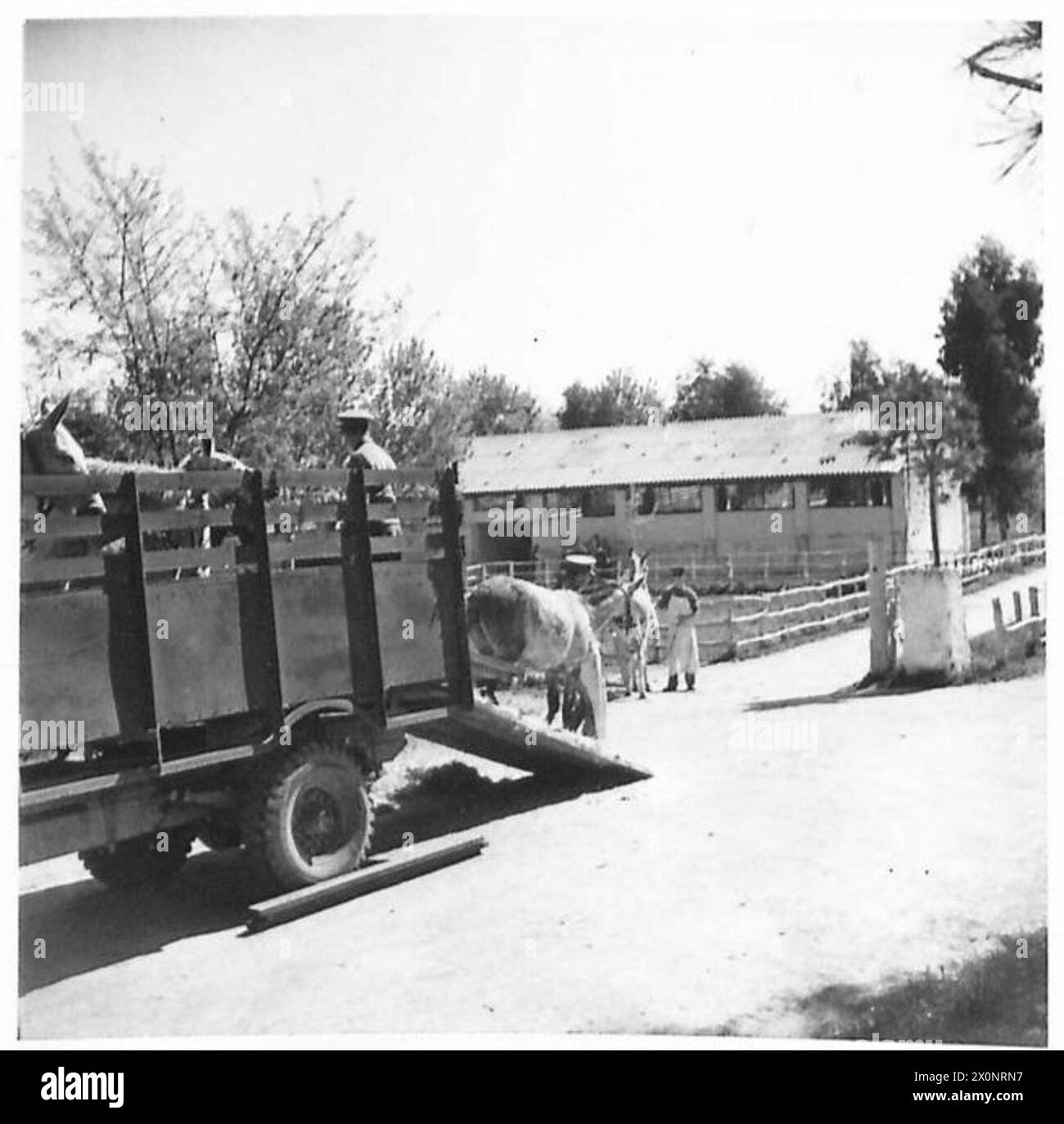 ITALY : VETERINARY HOSPITAL - Wounded and sick animals, which have come ...