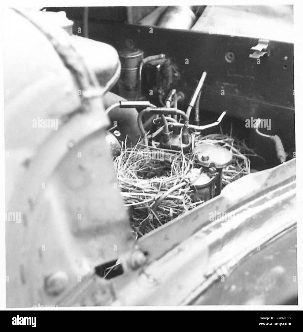 BLACKBIRDS NEST IN ARMY CAR - Photographs showing the nest made on the ...