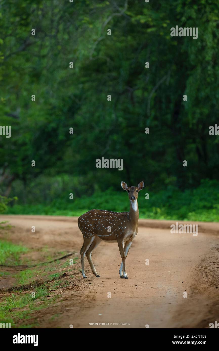 Srilankanwildlife hi-res stock photography and images - Alamy