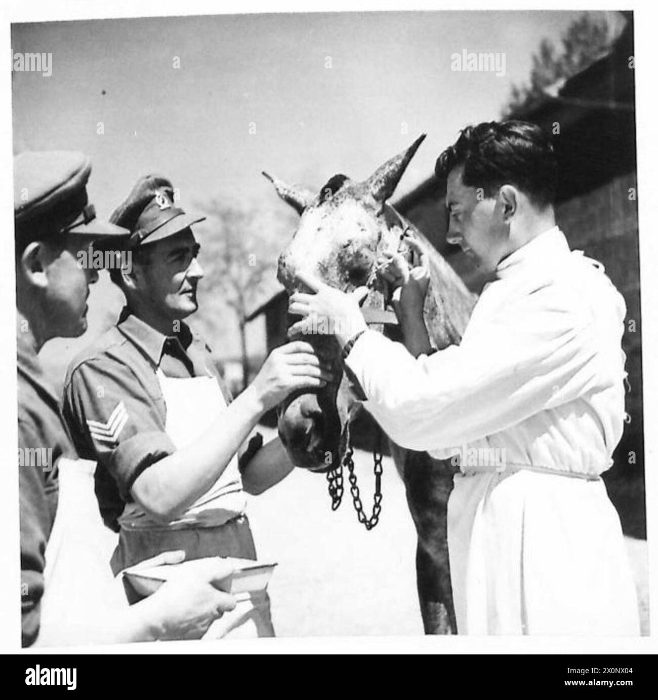 Veterinary testing Black and White Stock Photos & Images - Alamy