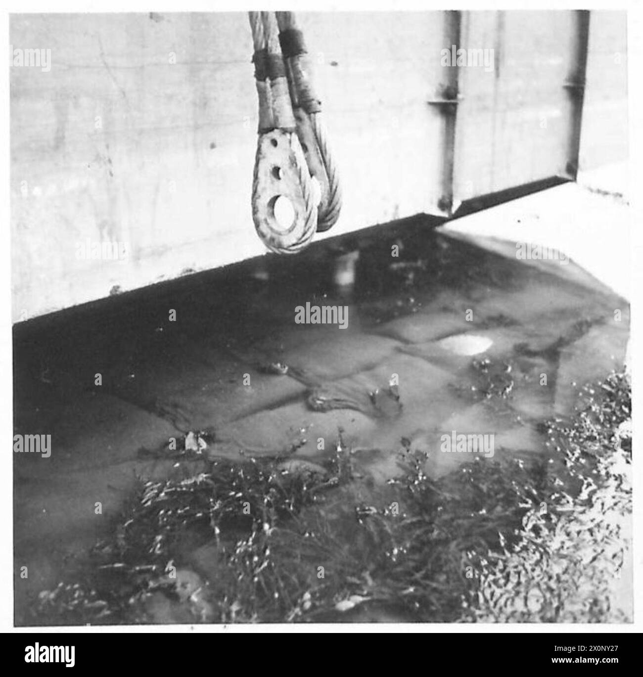 SPECIAL ASSIGNMENT FOR TN. 5 - Beetles with telescopic legs undergoing ...