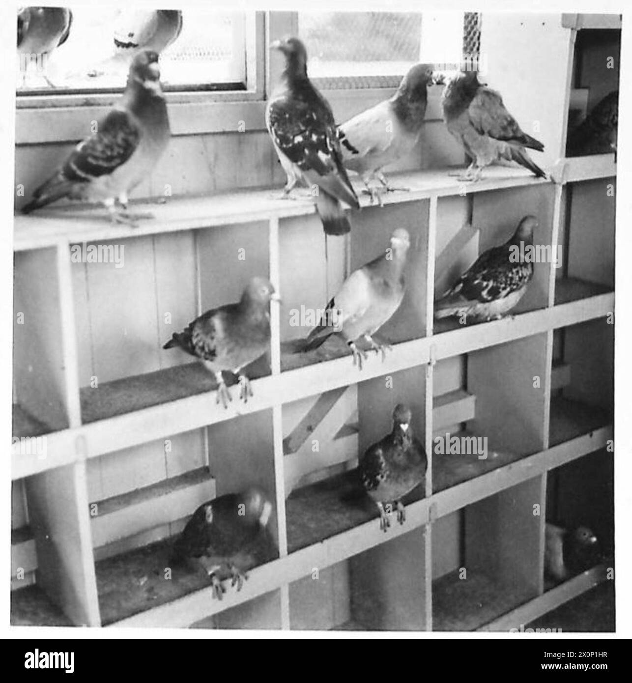 ARMY CARRIER PIGEONS - Carrier pigeon loft attached to 45 Division ...