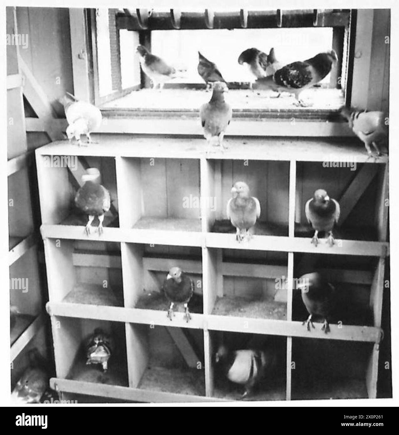 ARMY CARRIER PIGEONS - Carrier pigeons inside the loft. Photographic ...