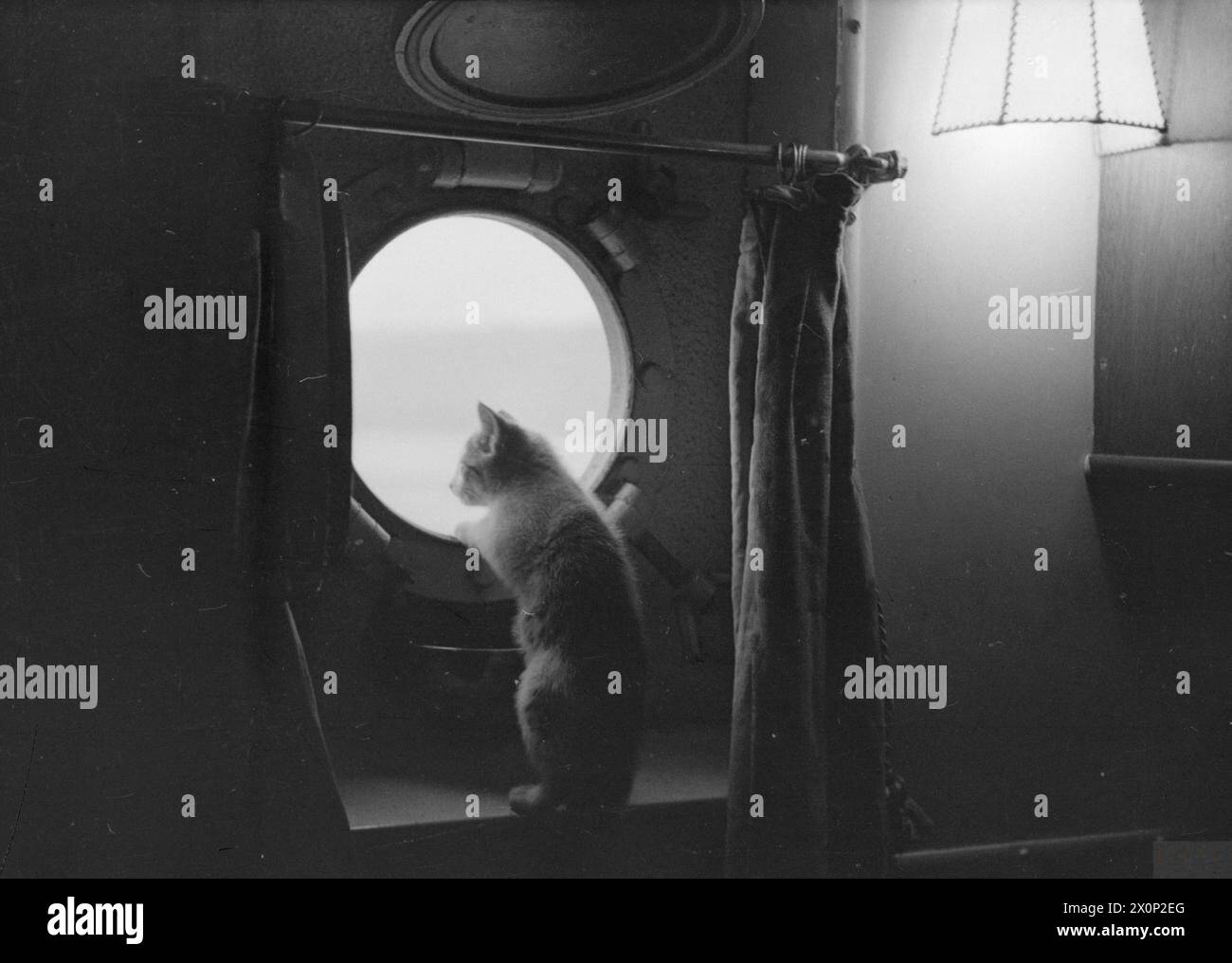 ON BOARD THE DESTROYER HMS KELVIN. MARCH 1941, AT SEA. - Ship's kitten ...